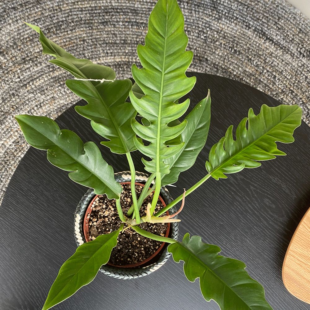 Philodendron Green Narrow – MOBI | Home Office Sleep Furniture – Mozambique